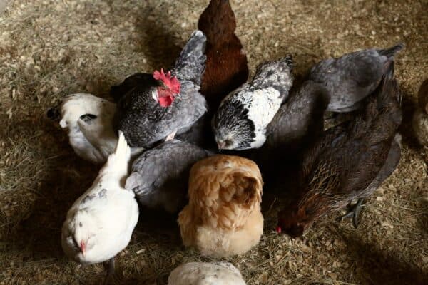 When do chickens start laying eggs? 6 Signs That the Time is Near - The ...
